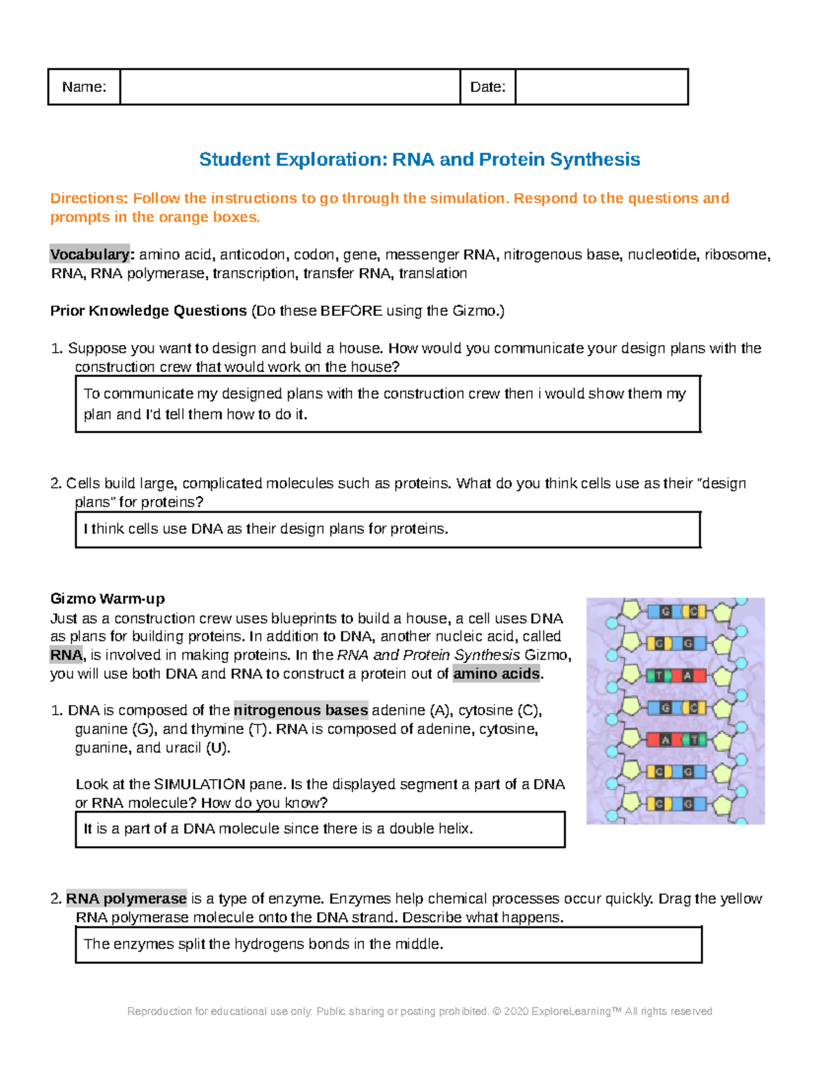 Copy of RNA short - Google Docs - Name: Date: Student Exploration: RNA ...