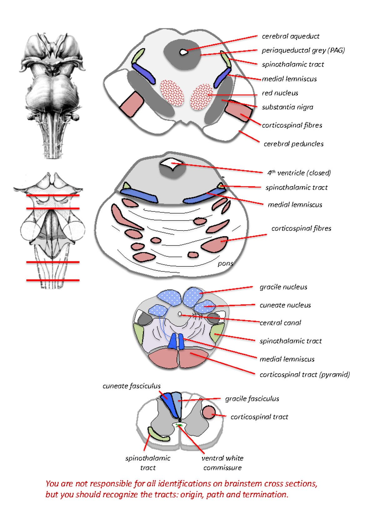 Tracts diagram still 2020 - Pons red nucleus periaqueductal grey (PAG ...