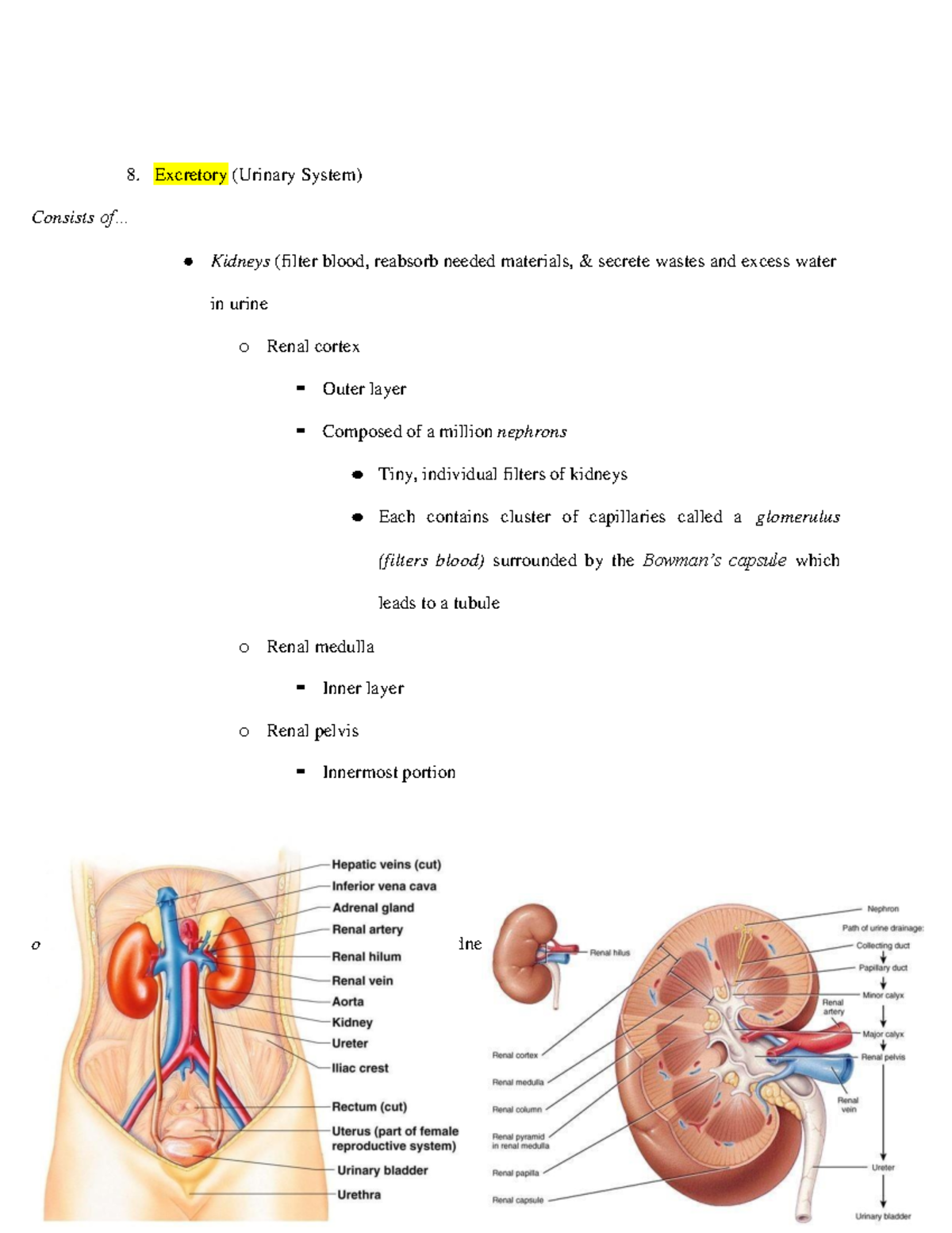 ATI TEAS 7 Biology Review-latest-2023-2024-38 - 8. Excretory (Urinary ...