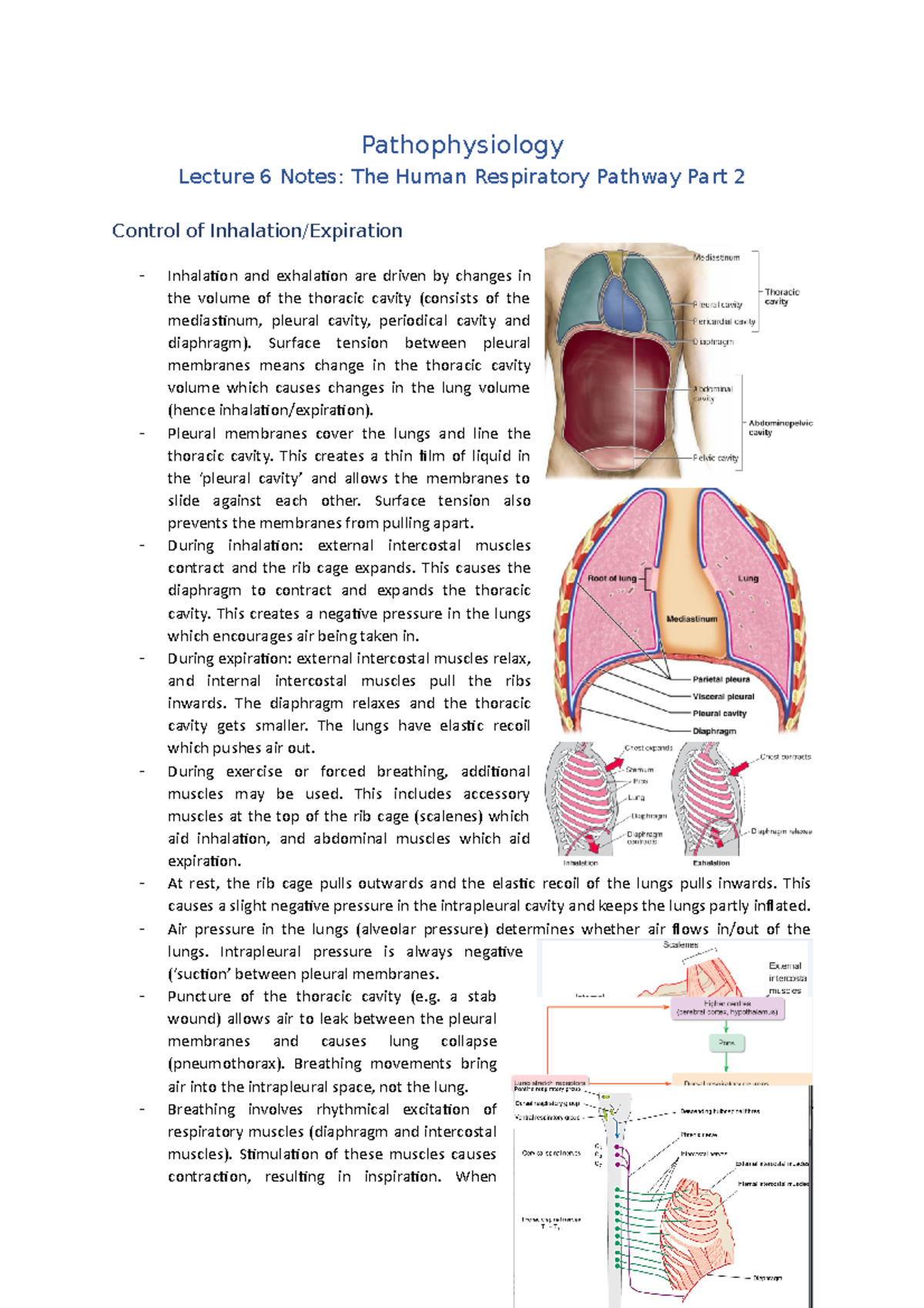 Lecture 6 Notes (The Human Respiratory Pathway Part 2 ...