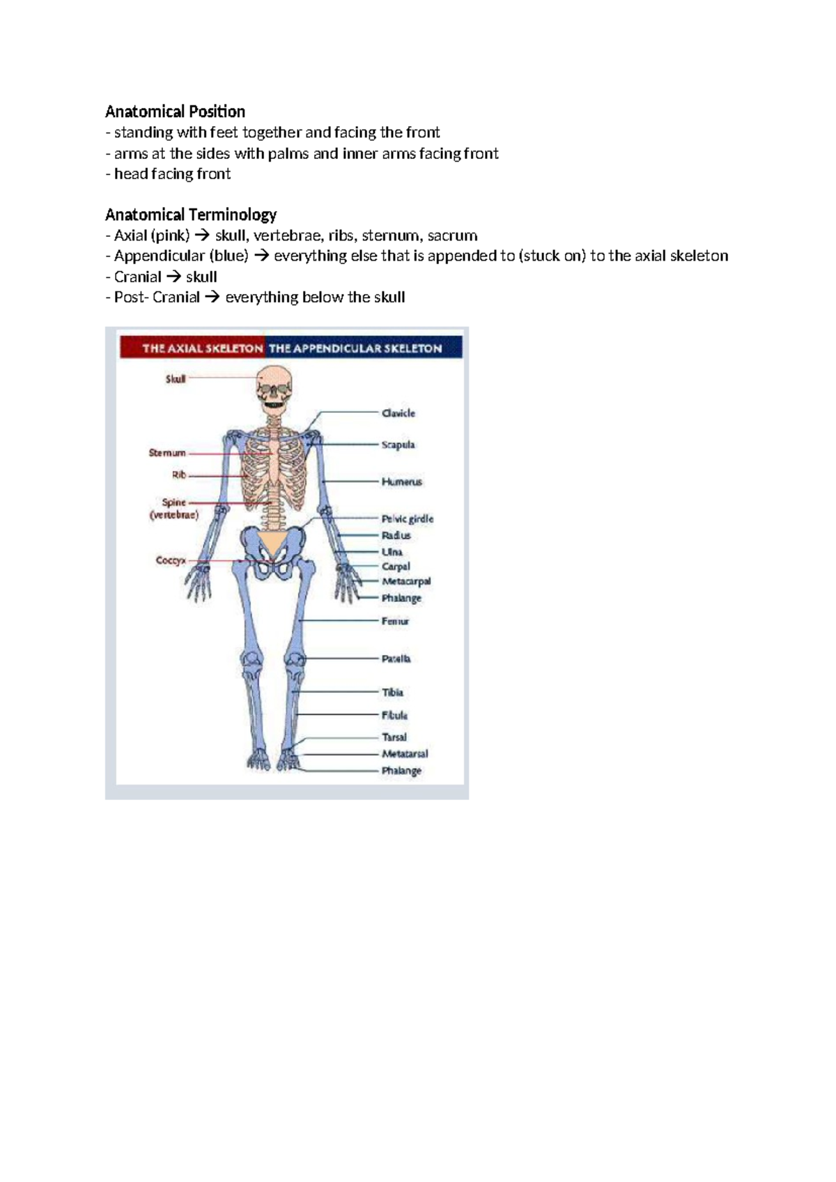 ARCS2003 anatomy - Anatomical Position standing with feet together and ...