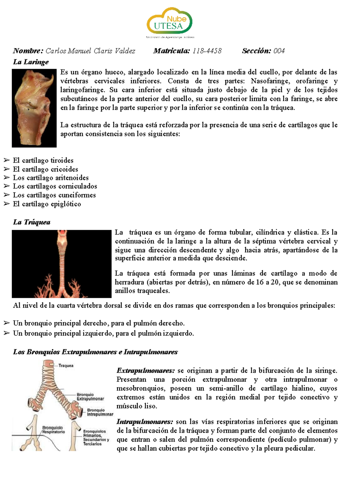 Resumen de la Laringe, Faringe, Traquea y Bronquios Extrapulmonares e ...