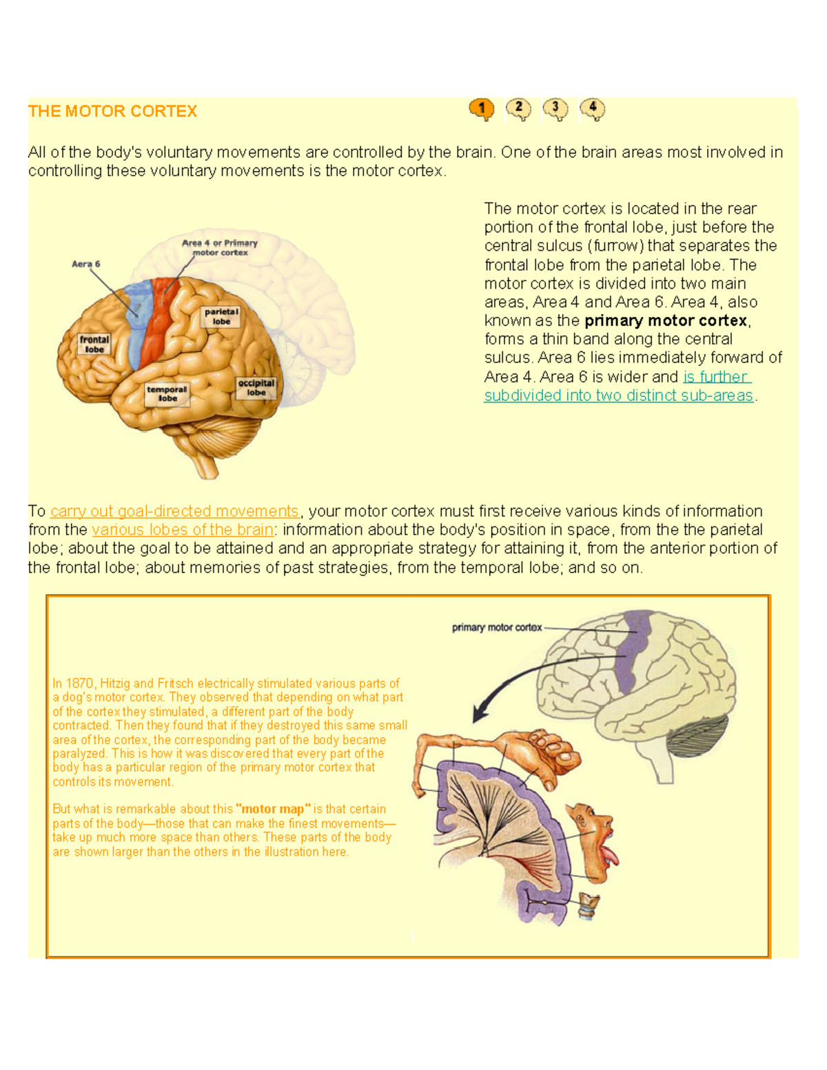 THE Motor Cortex - THE MOTOR CORTEX All of the body's voluntary movements are controlled by the ...