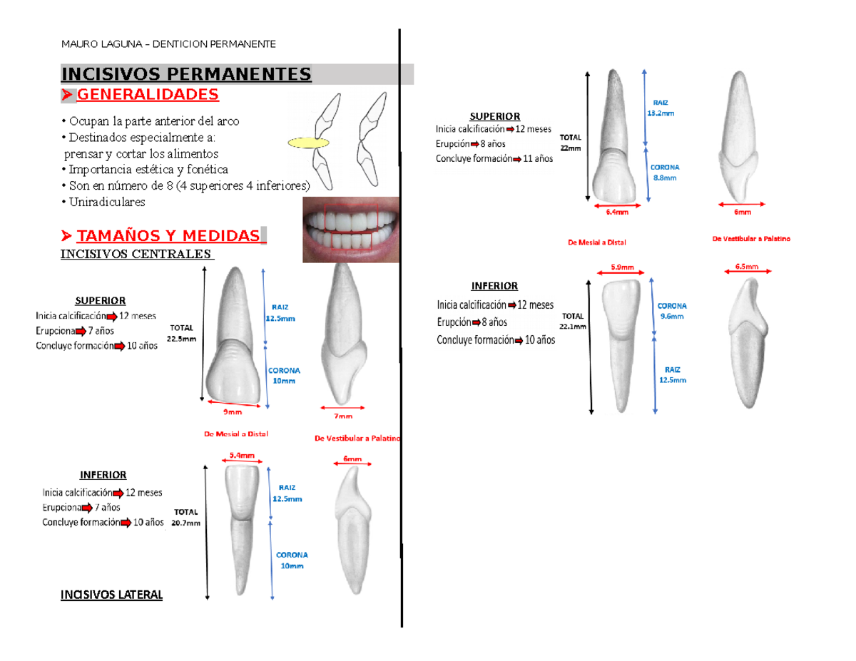 Incisivos Permanentes - INCISIVOS PERMANENTES GENERALIDADES • Ocupan la ...
