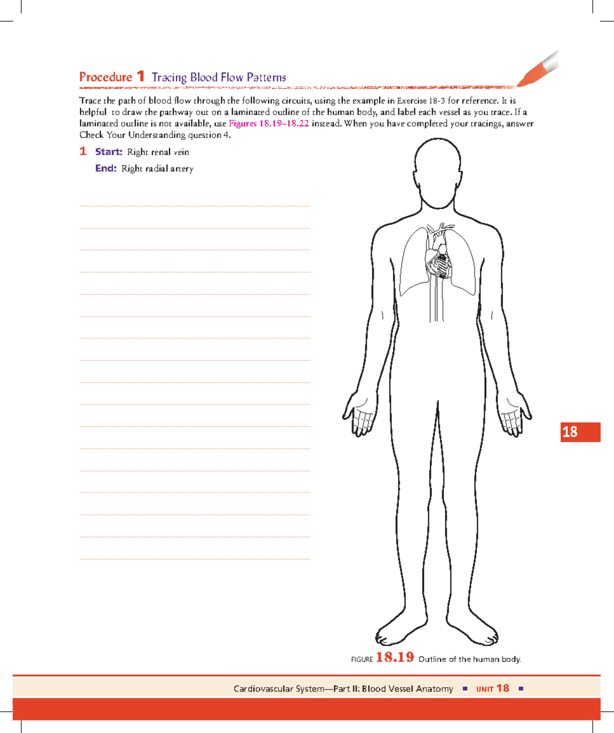 Unit 18 Exercise 18-3 Procedure 1 - Cardiovascular System—Part II ...