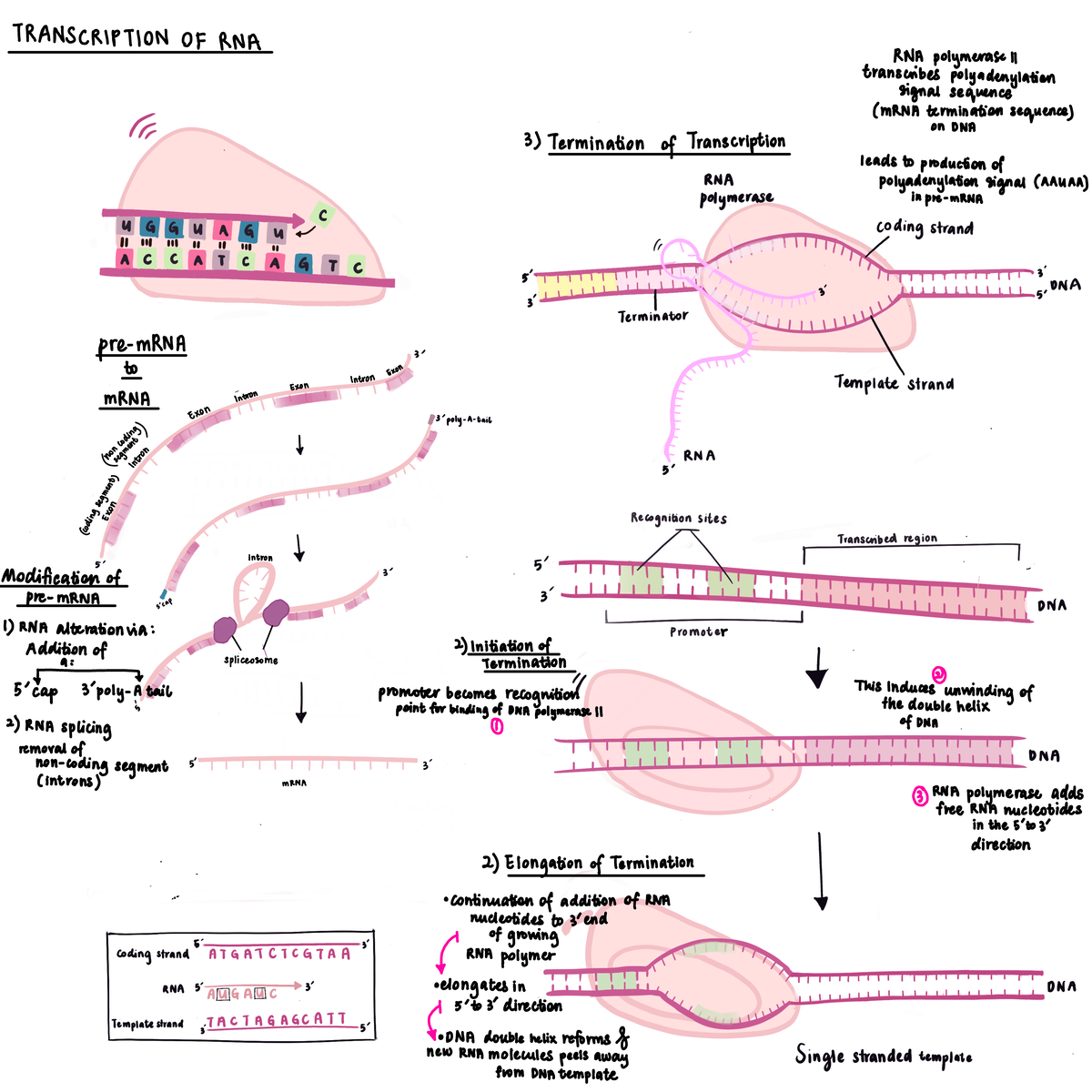 Transcription OF RNA - Summary Foundation in science - TRANSCRIPTION OF ...