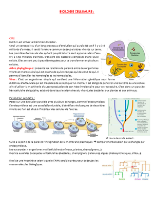 Fiche sur les jonctions cellulaires - 1 Jonction d’ancrage/d’adhésion L ...