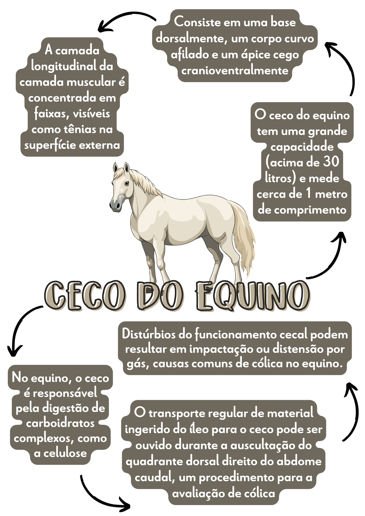 Ceco do Equino - Resumo Anatomia dos Animais Domésticos - 7.ed. - Ceco do Equino Ceco do Equino ...