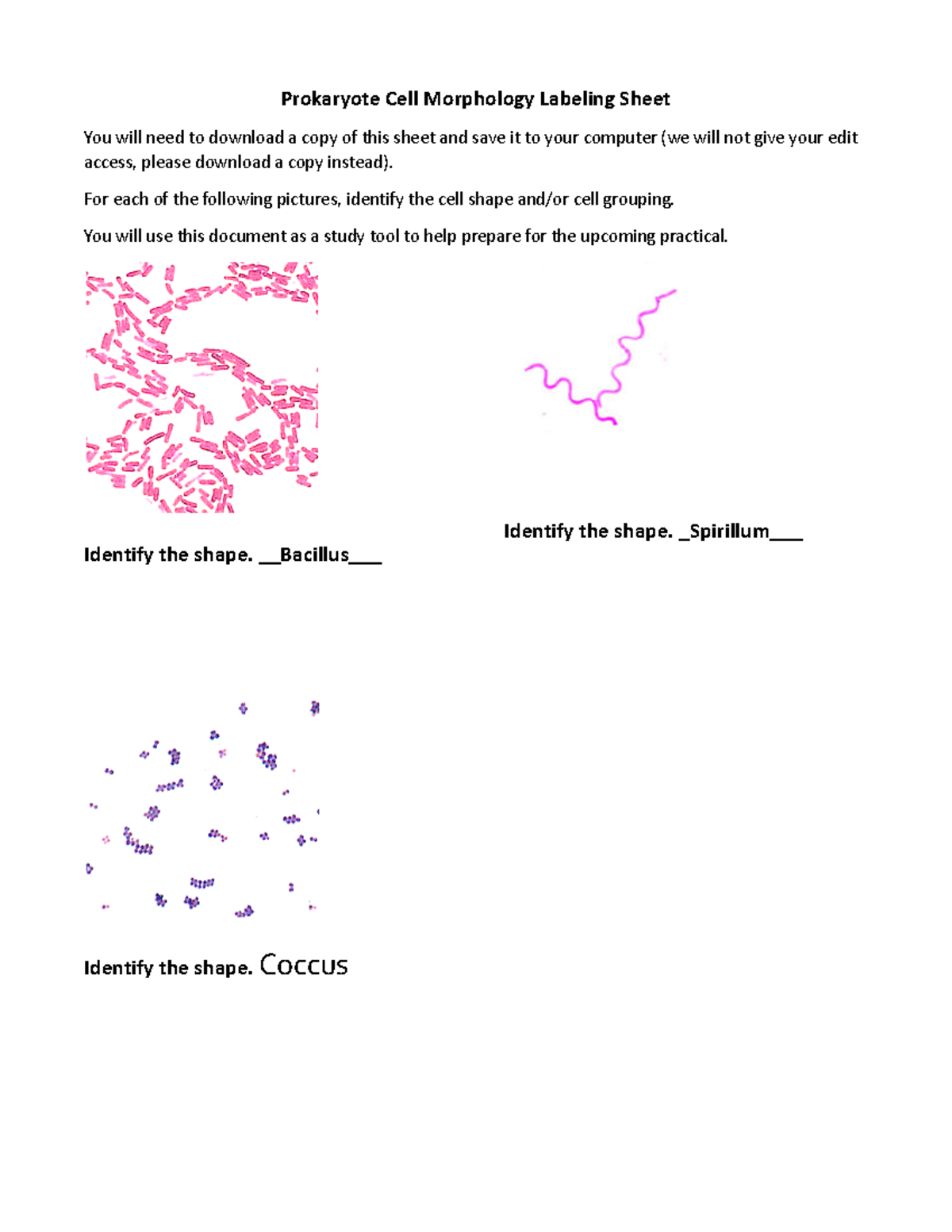 Prokaryote cell labeling sheet - Bio 1407 - Tarleton - Studocu