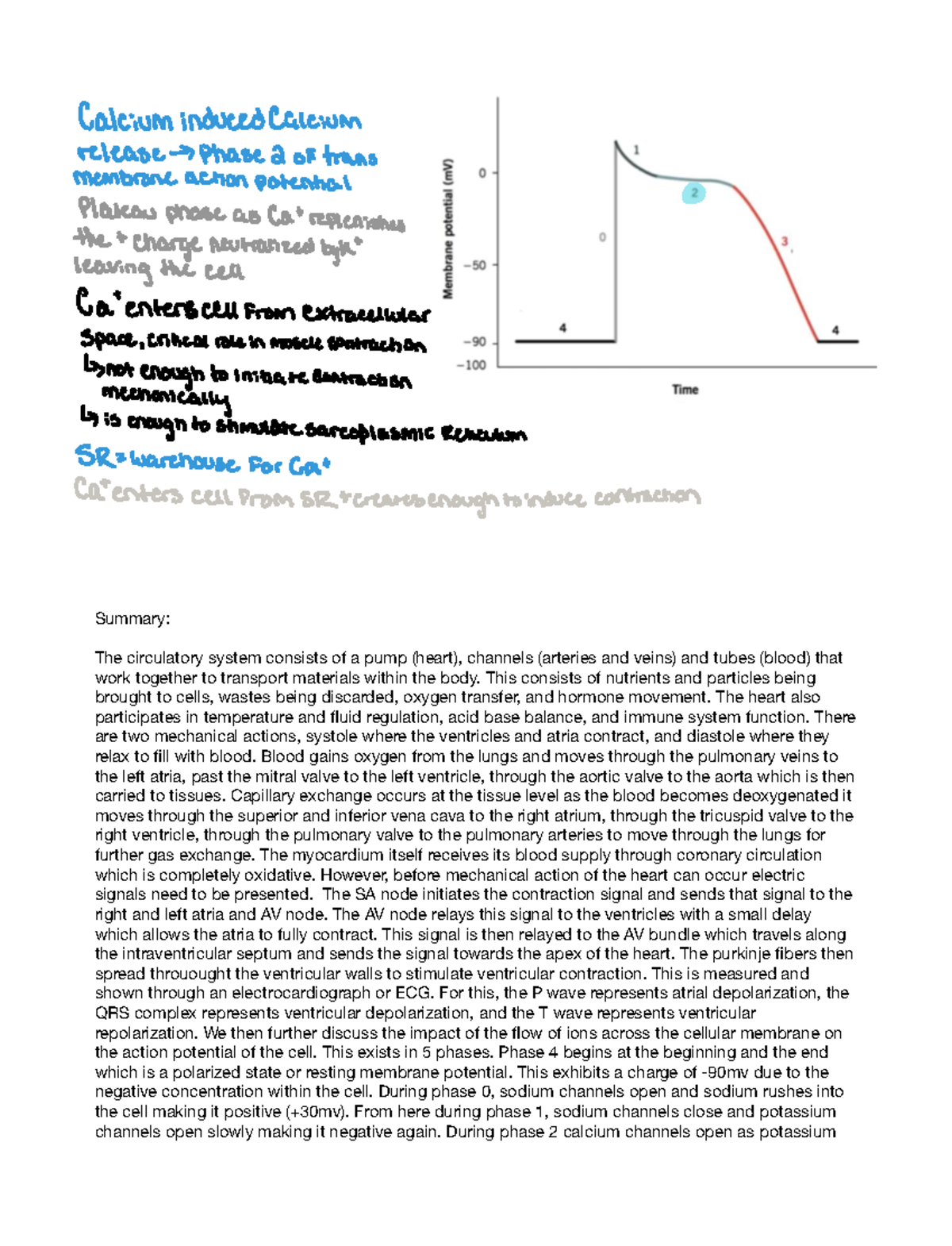 Calcium induced calcium release module 3 - Summary: The circulatory ...