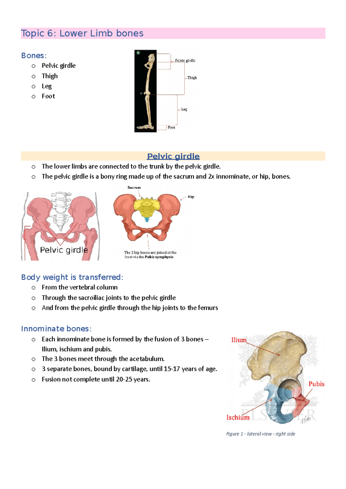 Lower limb - Topic 6: Lower Limb bones Bones: o Pelvic girdle o Thigh o ...