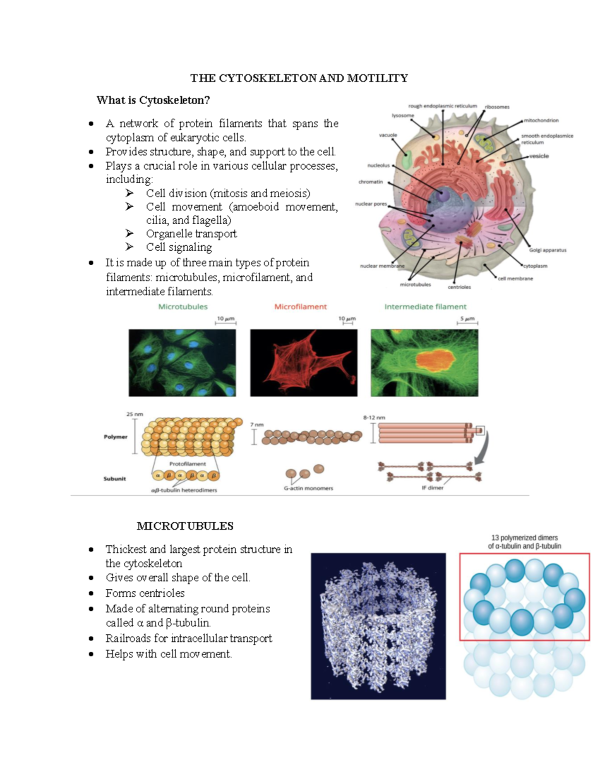 Cytoskeleton AND CELL Motility v2 - THE CYTOSKELETON AND MOTILITY What ...