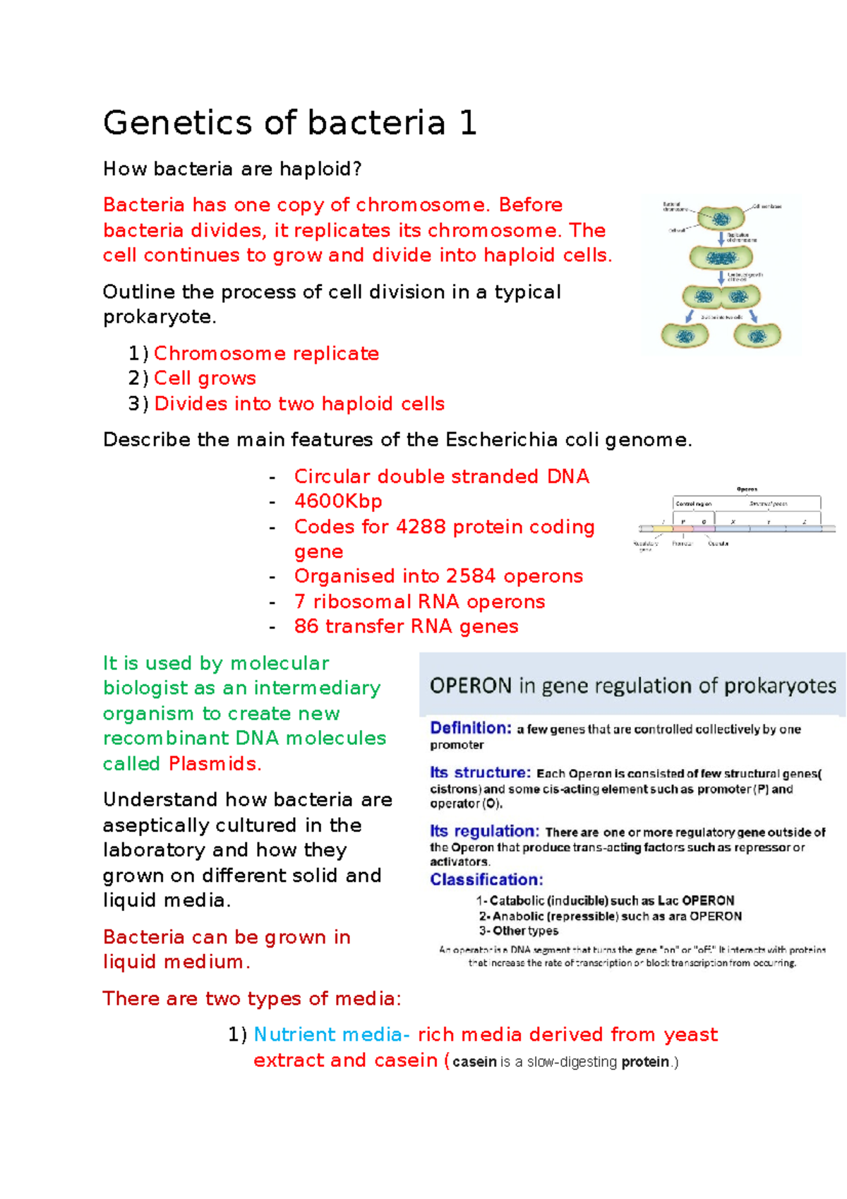 Genetics of bacteria 1 - Before bacteria divides, it replicates its ...