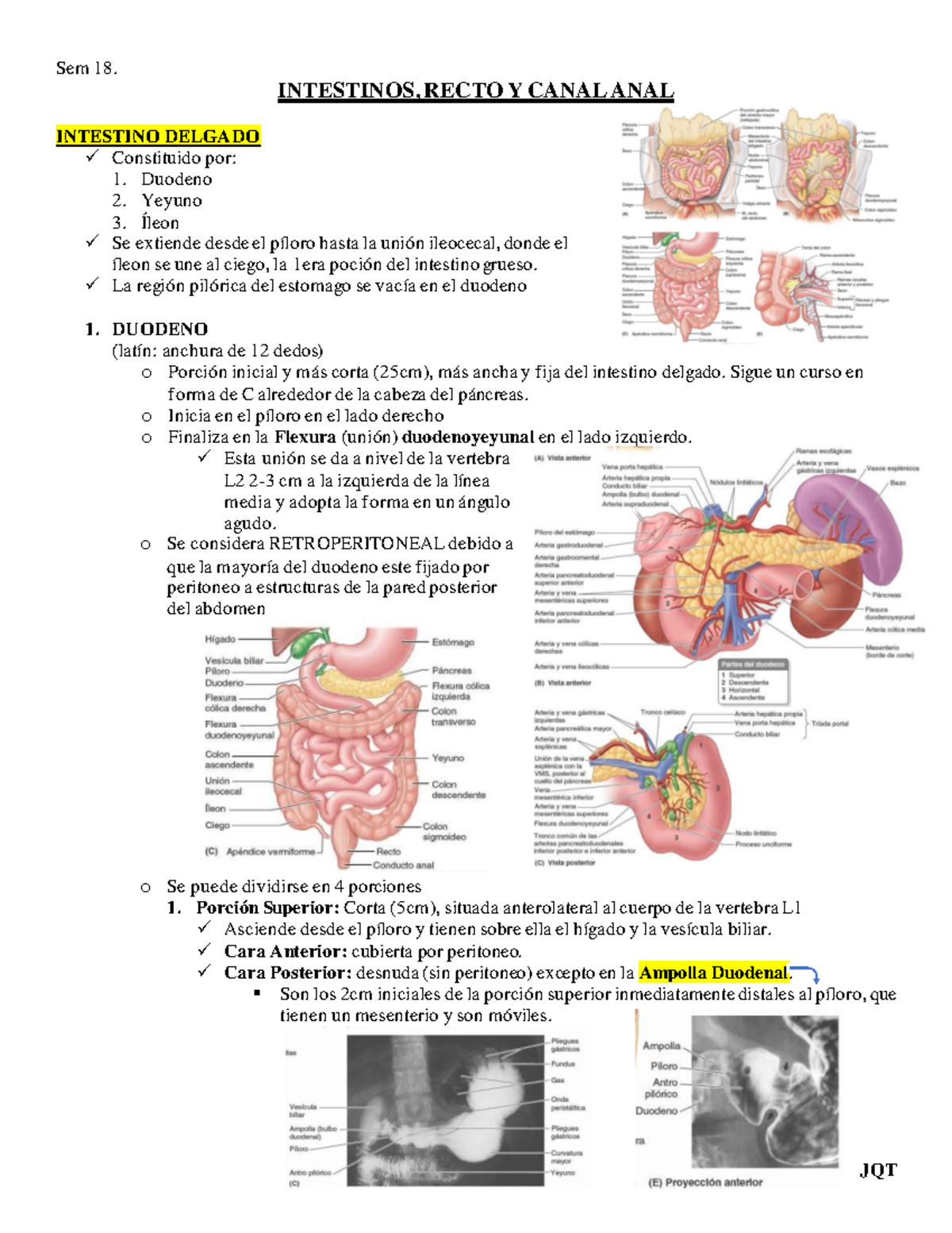 Sem 18. Intestino, Recto y Canal Anal. Resumen Moore. JQT - Sem 18 ...