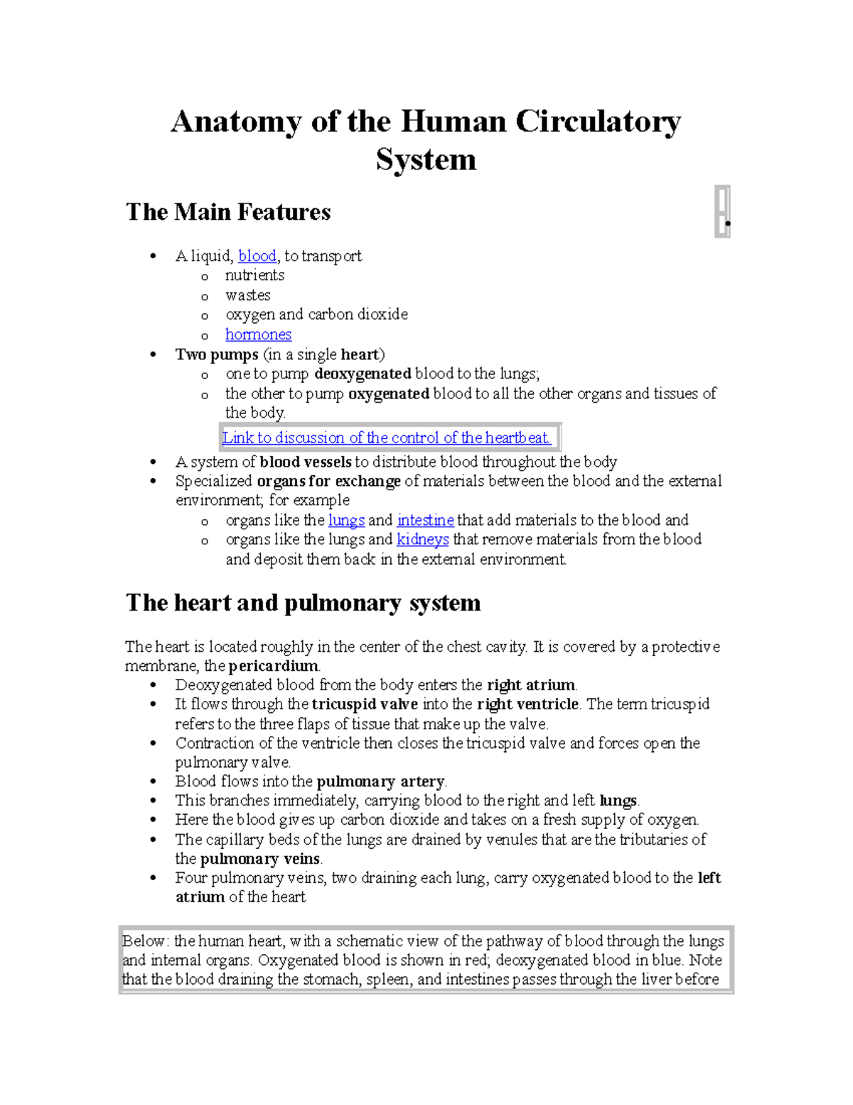 Anatomy of the Human Circulatory System - Anatomy of the Human ...