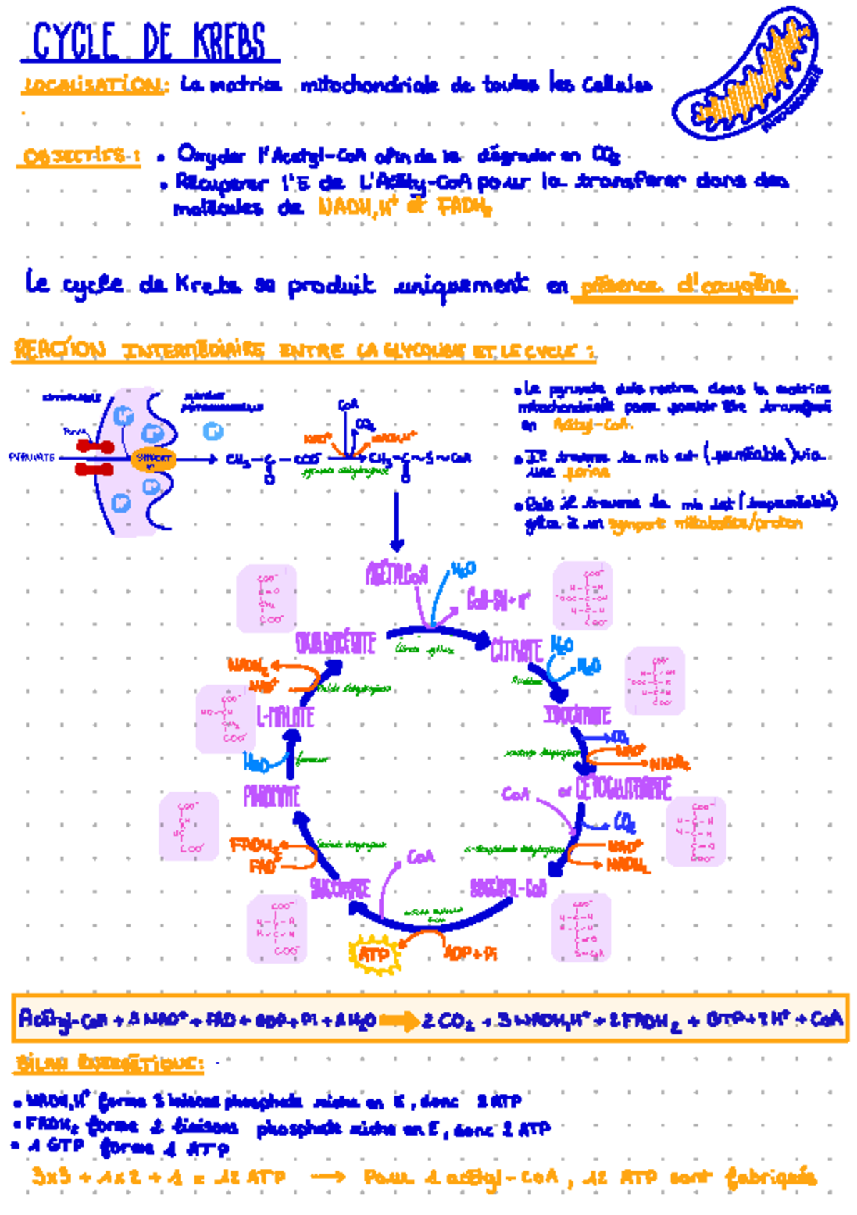 Cycle De Krebs - Fiche de révision - CYCLE DE KREBS :*Â§ᵐʰ Localisation ...