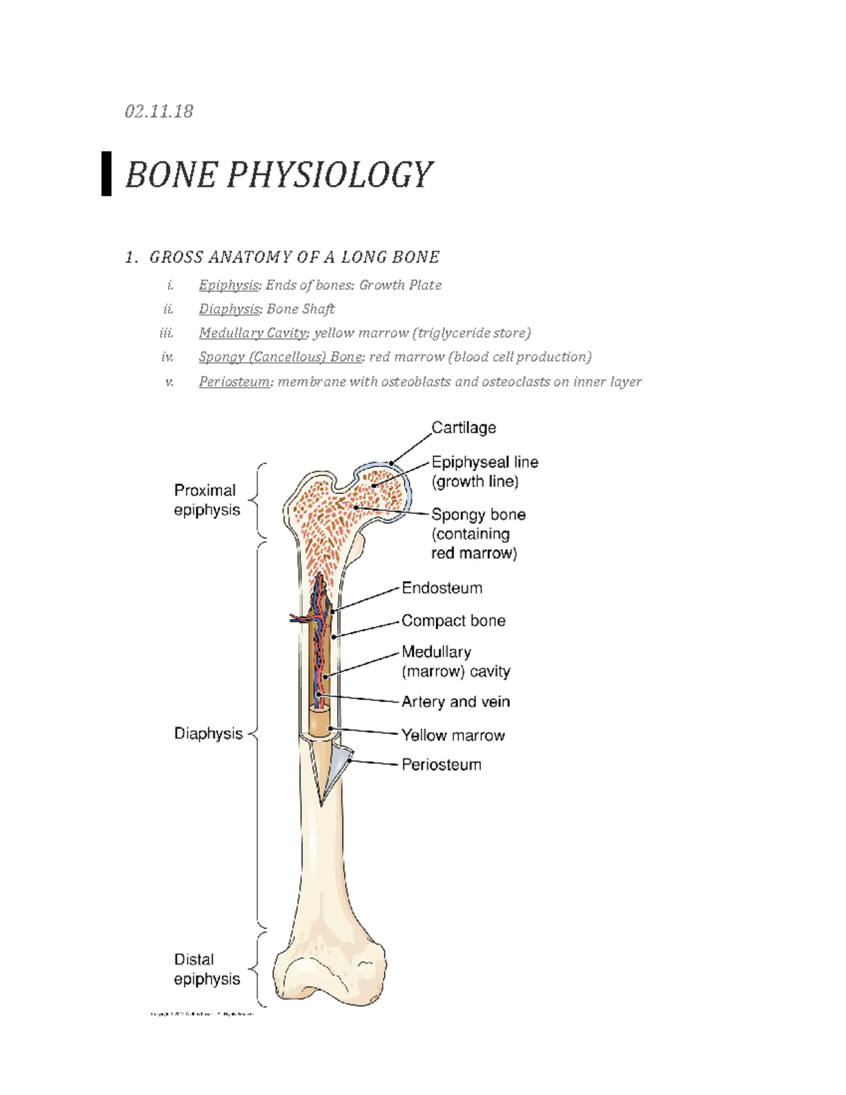 Bone physiology notes - 02. BONE PHYSIOLOGY 1. GROSS ANATOMY OF A LONG ...