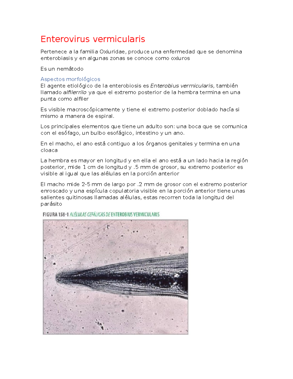 Enterobius vermicularis - Los principales elementos que tiene un adulto ...