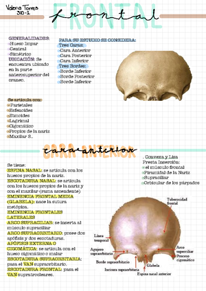 CARA - Resumen Anatomía humana - CARA MACIZO FACIAL: se divide en dos ...