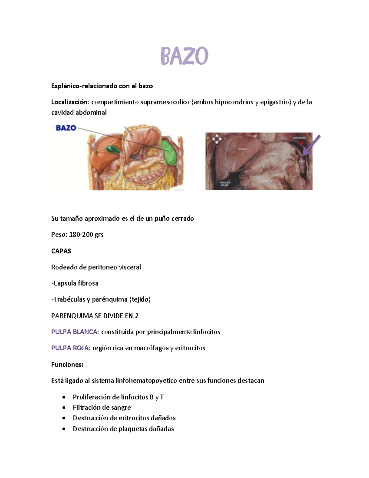 Anatomia BAZO - bazo - BAZO Esplénico-relacionado con el bazo ... Anatomia BAZO - bazo - BAZO Esplénico-relacionado con el bazo ...