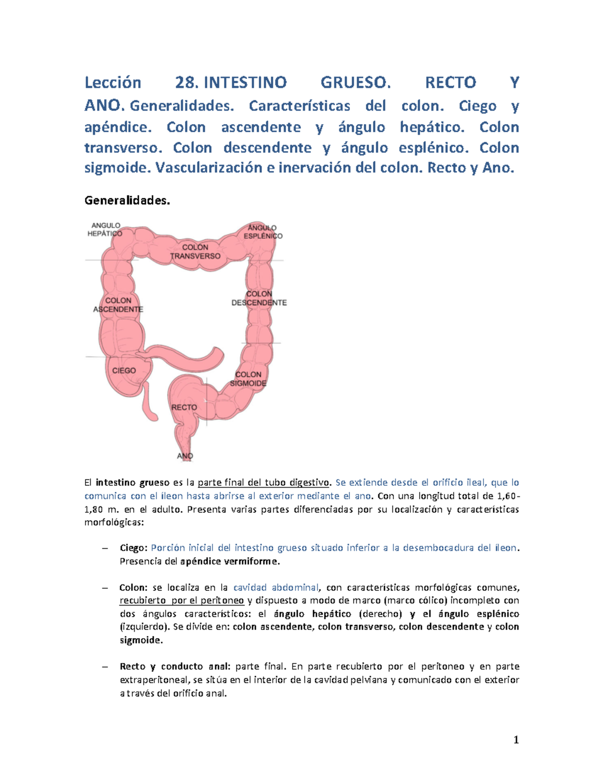 Tema 28 - Lección 28. INTESTINO GRUESO. RECTO Y ANO. Generalidades ...