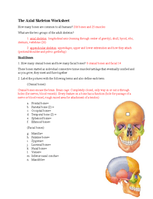 7. The Appendicular Skeleton Worksheet - The Appendicular Skeleton ...