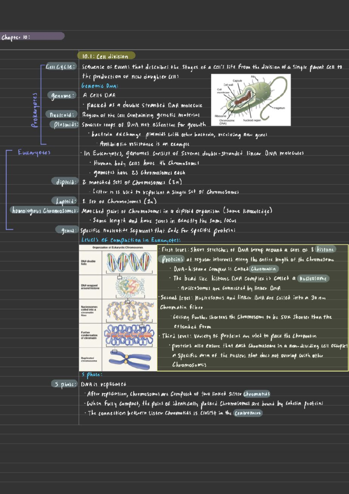Bio 102 Chapter 10 - BIO 10200 - Studocu
