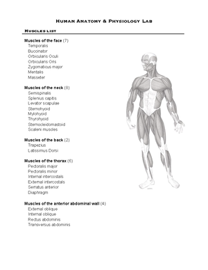 Lab 2 The Brain Study Guide - Study Guide-Lab 2 Brain/ventricle models ...