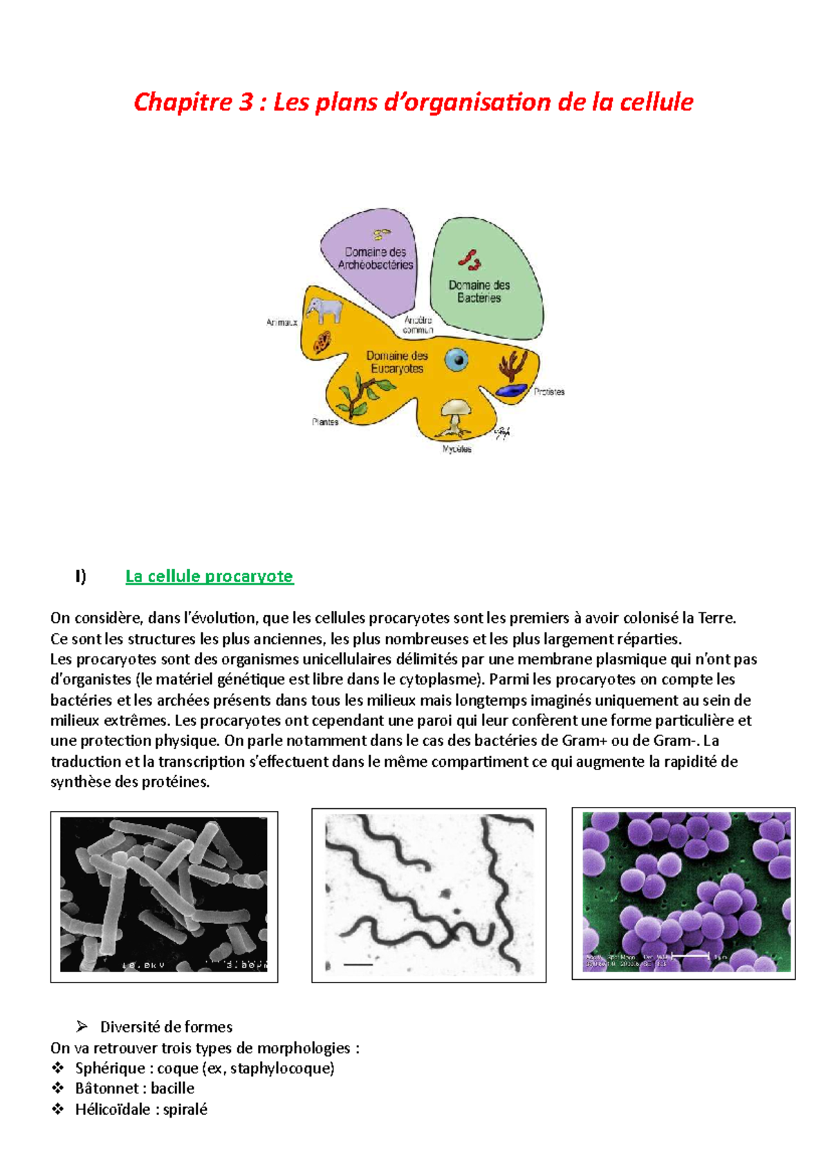 Chapitre 3 - Les plans d'organisation de la cellule - Chapitre 3 : Les plans d’organisation de ...