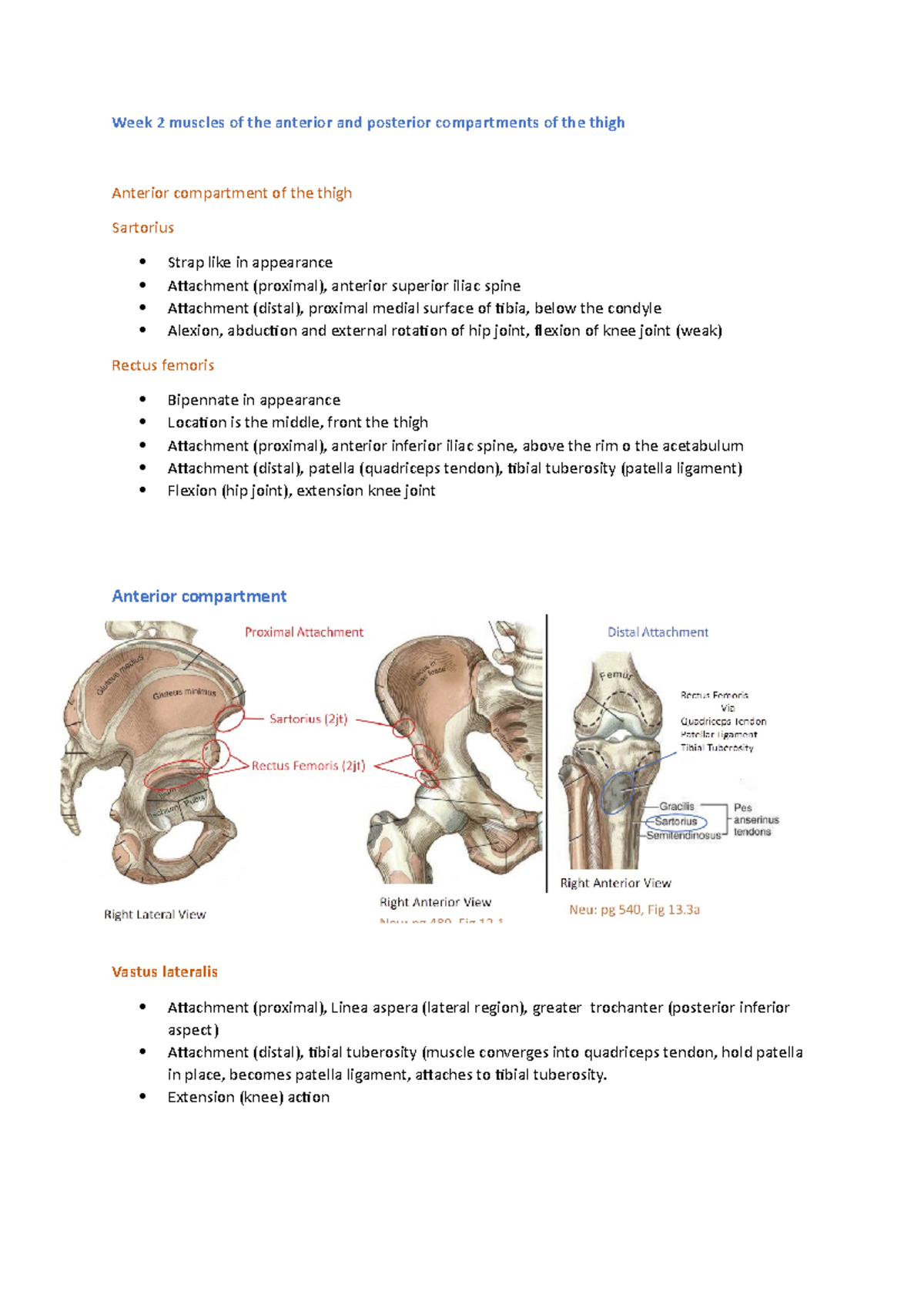 Week 2 muscles of the anterior and posterior compartments of the thigh ...