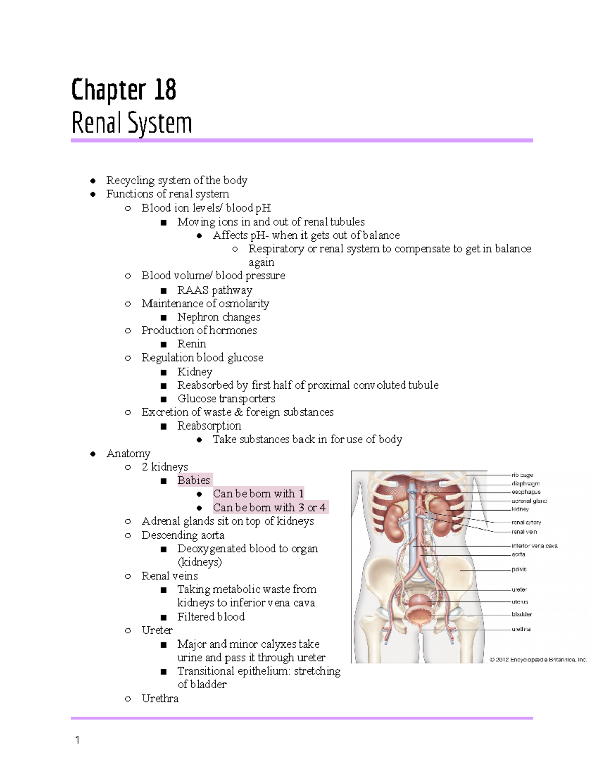 A & P Chapter 19 - Renal System - Chapter 18 Renal System Recycling ...