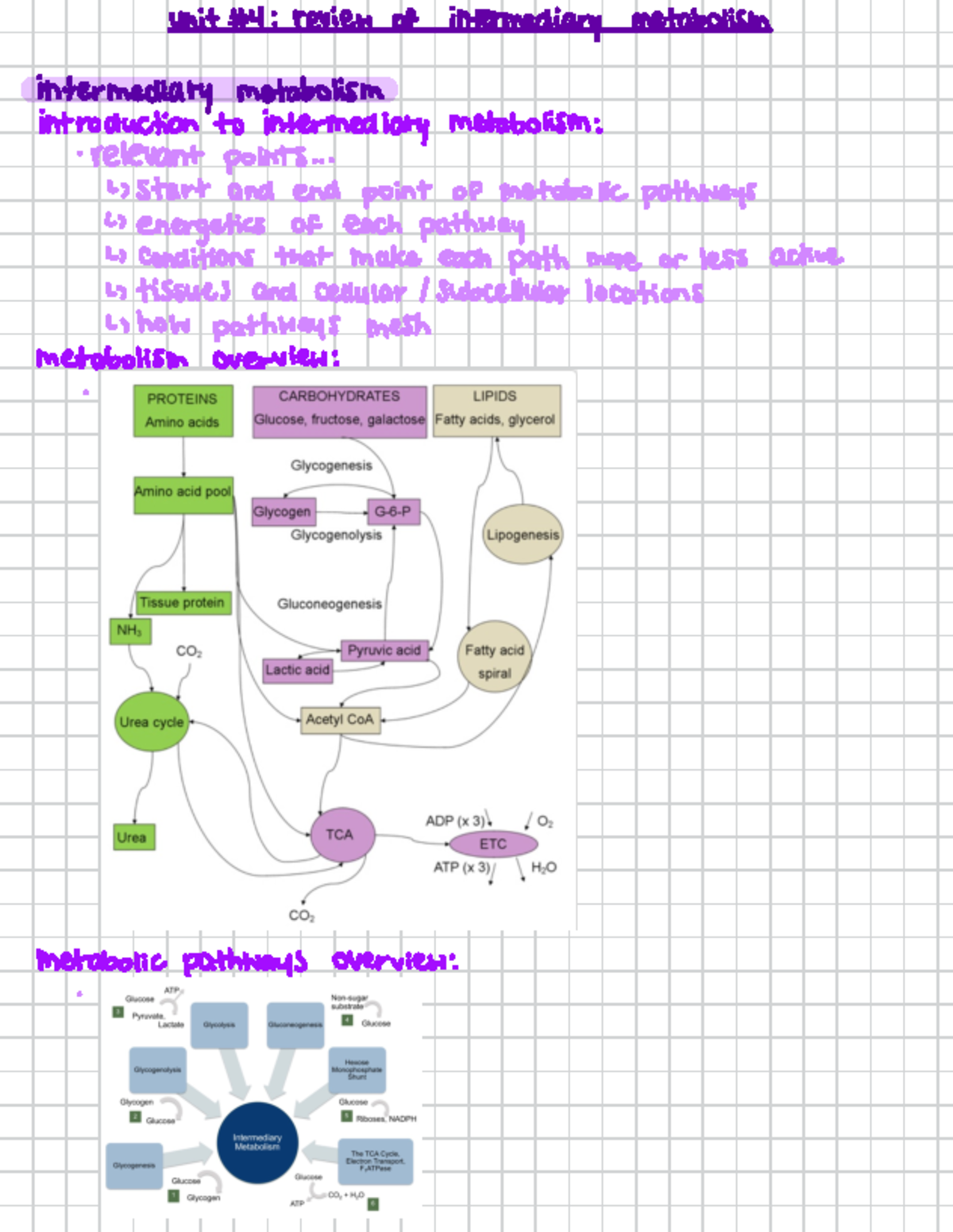 Unit 4 review of intermediary metabolism - Unit #4 : review of ...