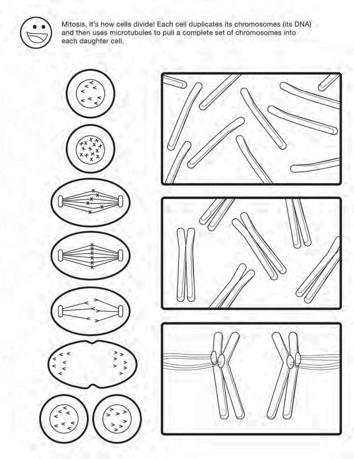 Mitosis Review Worksheet - BIOL 1090 - Studocu