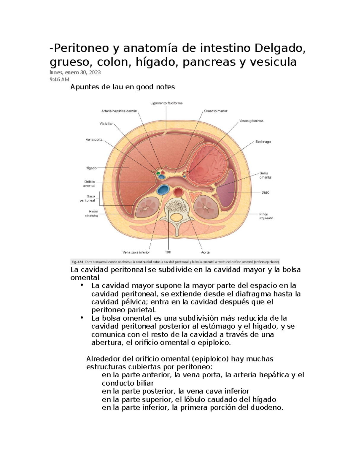 -Peritoneo y anatomía de intestino Delgado, grueso, colon, hígado ...