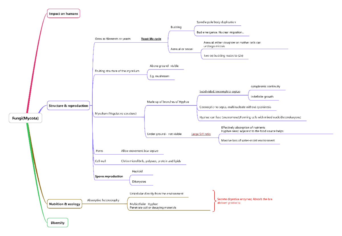 Fungi and mycoses - BIOL10003 - Studocu