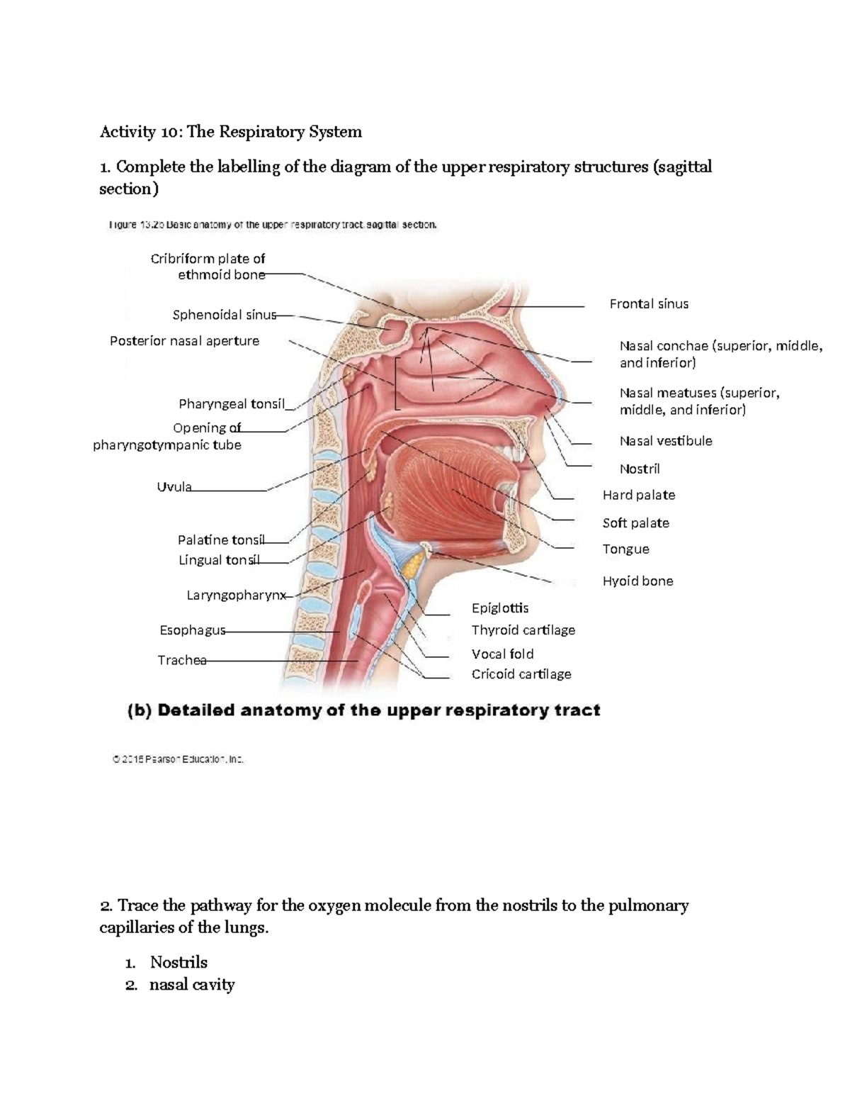 Respiratory System label parts - Activity 10: The Respiratory System 1 ...