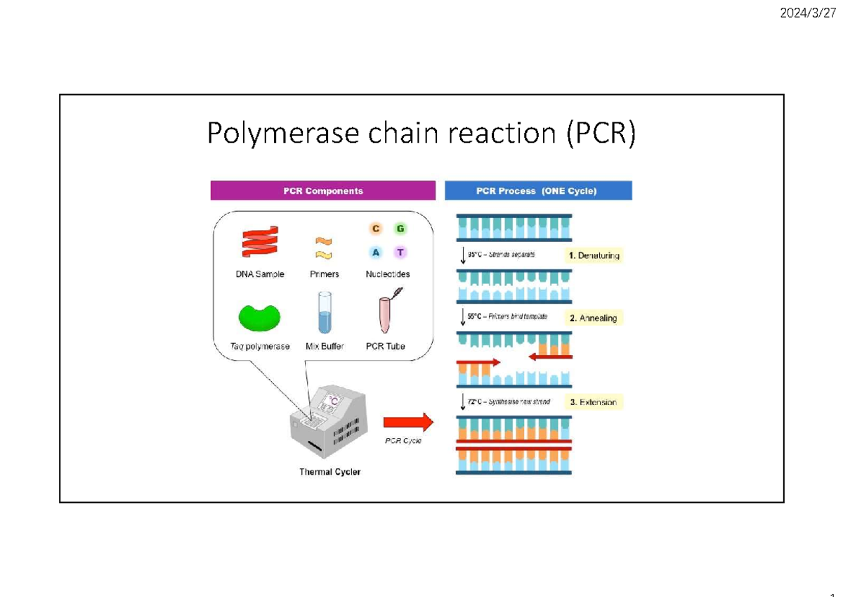 PCR test for cell biology - Polymerase chain reaction (PCR) 2 ...
