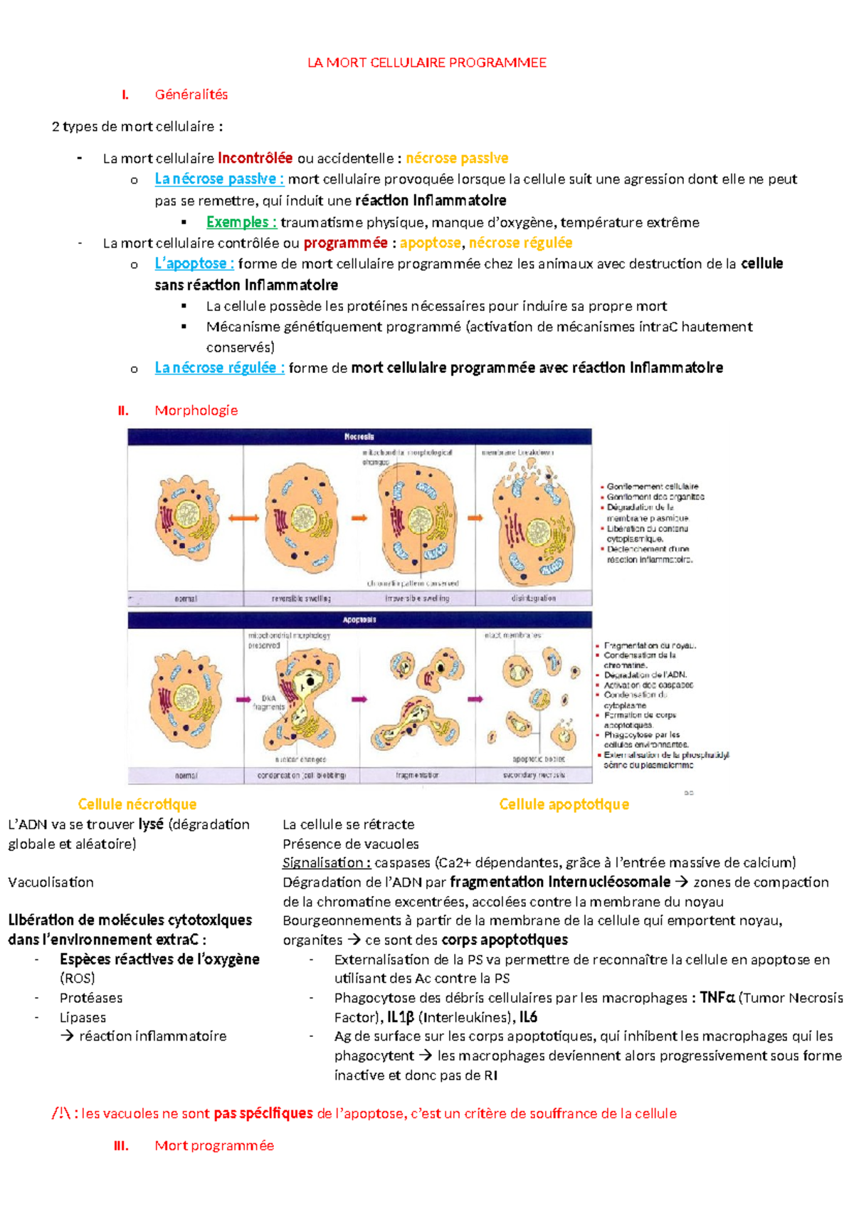 18 fiche apoptose - LA MORT CELLULAIRE PROGRAMMEE I. Généralités 2 ...