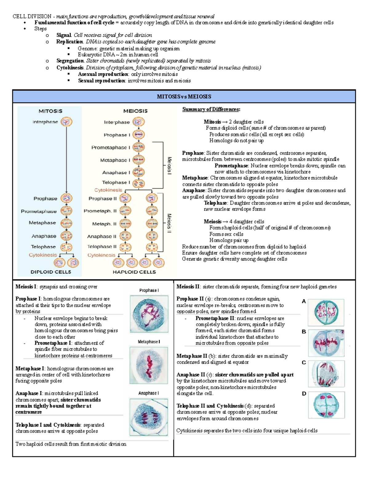 CELL Division - CELL DIVISION - main functions are reproduction, growth ...