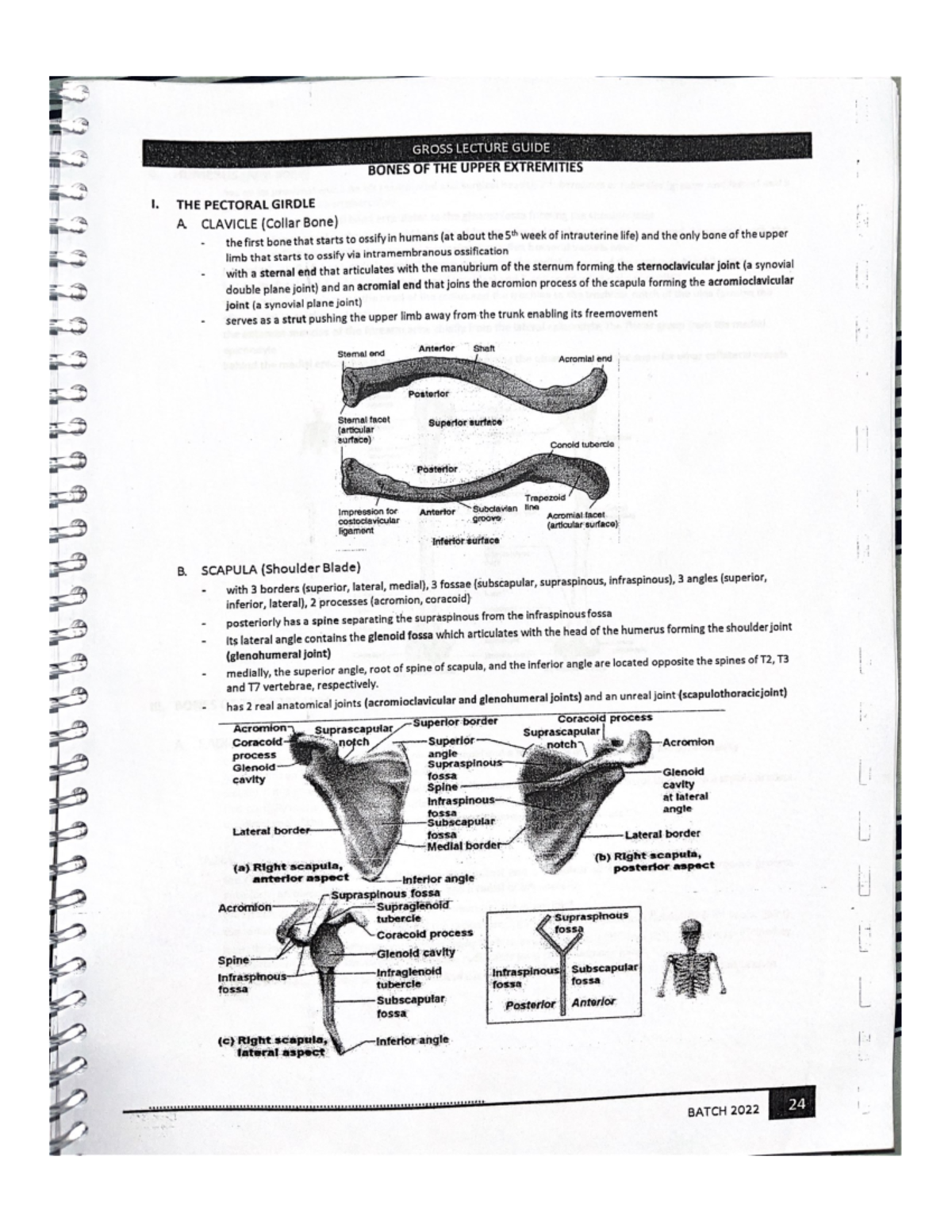 Gross Lecture Guide - Doctor of Medicine - Studocu