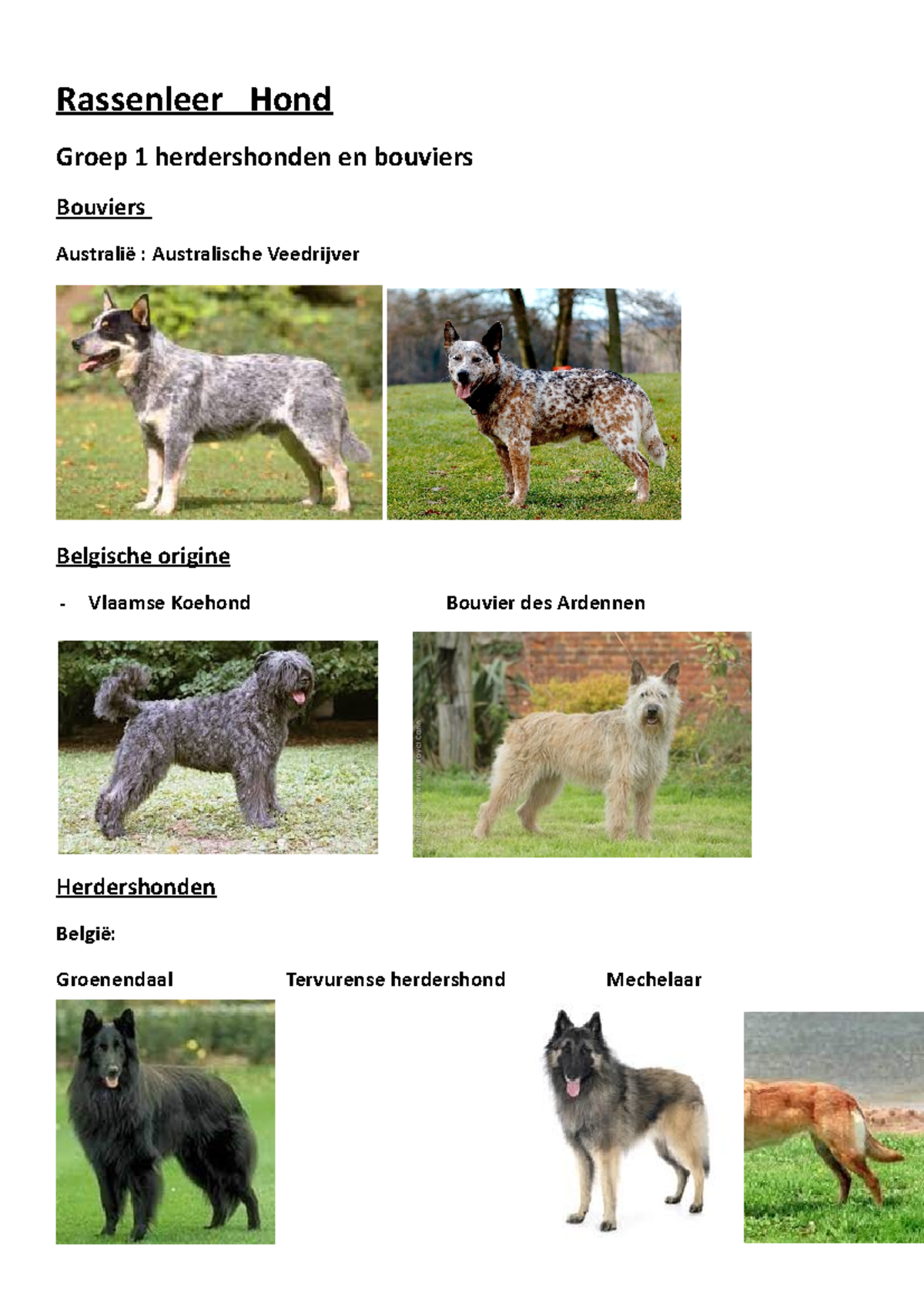 Rassenleer lijst hondensoorten - Rassenleer Hond Groep 1 herdershonden ...