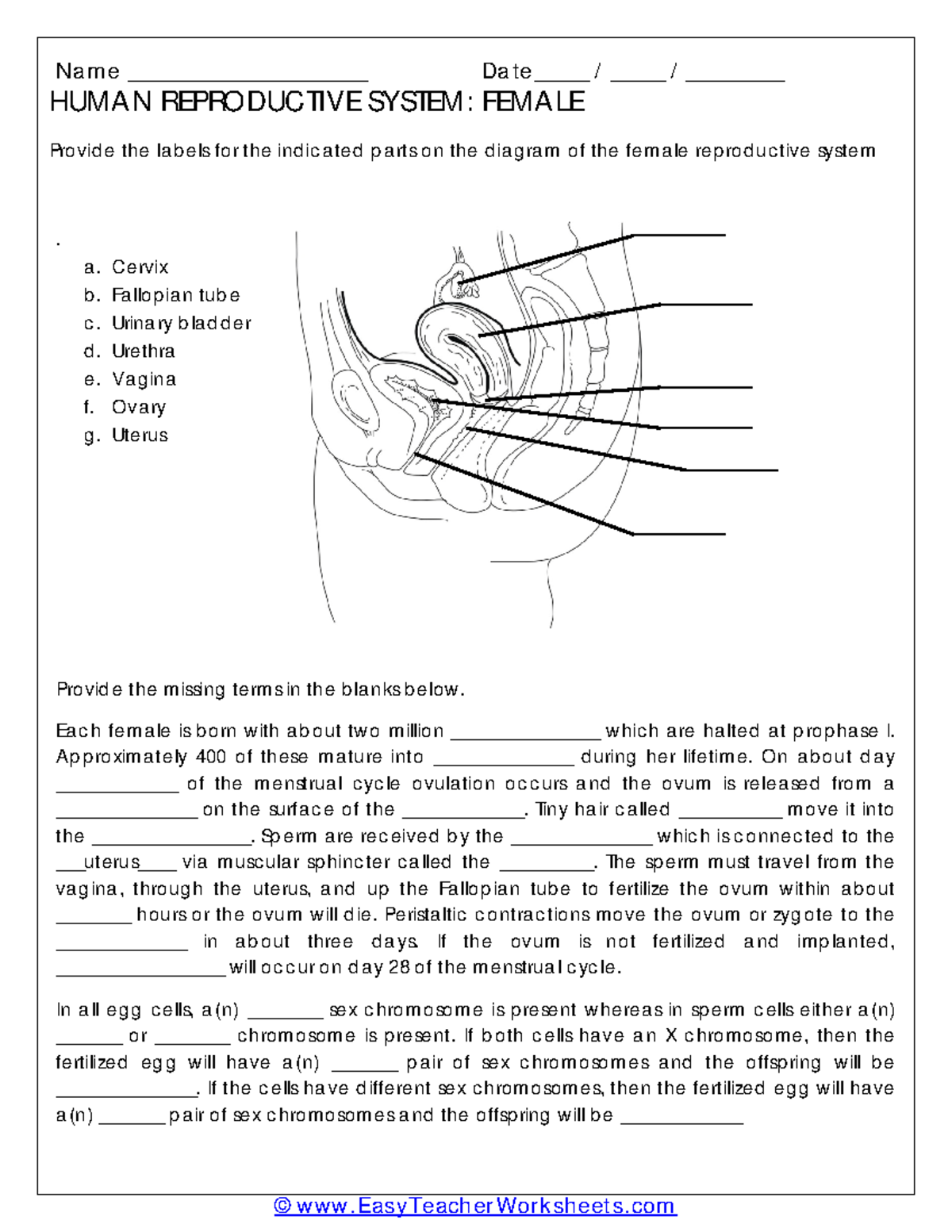 Anatomy 3 - fill in worksheets to help practice - BIO 122 - Stark State ...