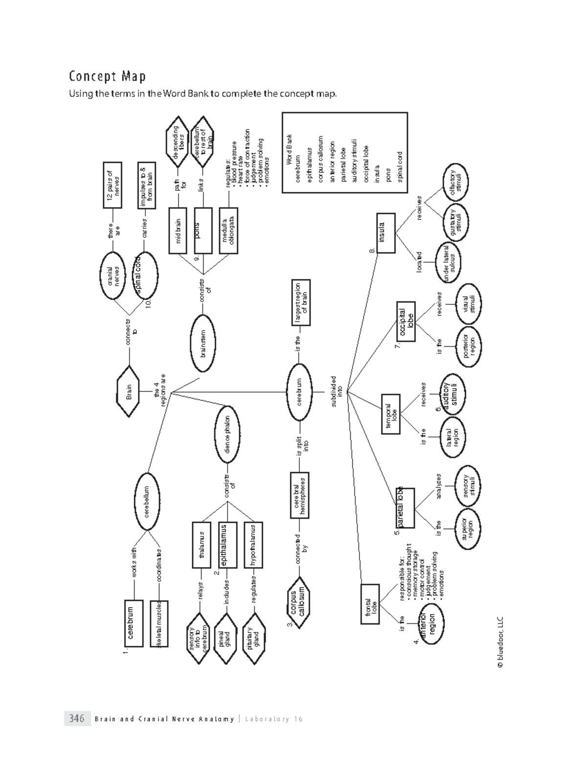 Laboratory 16 - Concept Map comp - 346 B r a i n a n d C r a n i a l N ...
