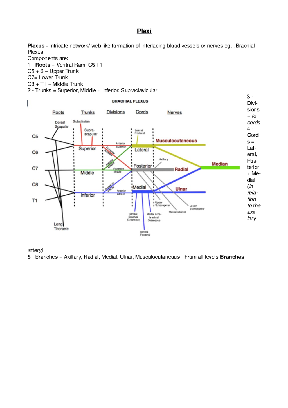 Plexus Nerves - Plexi Plexus - Intricate network/ web-like formation of ...