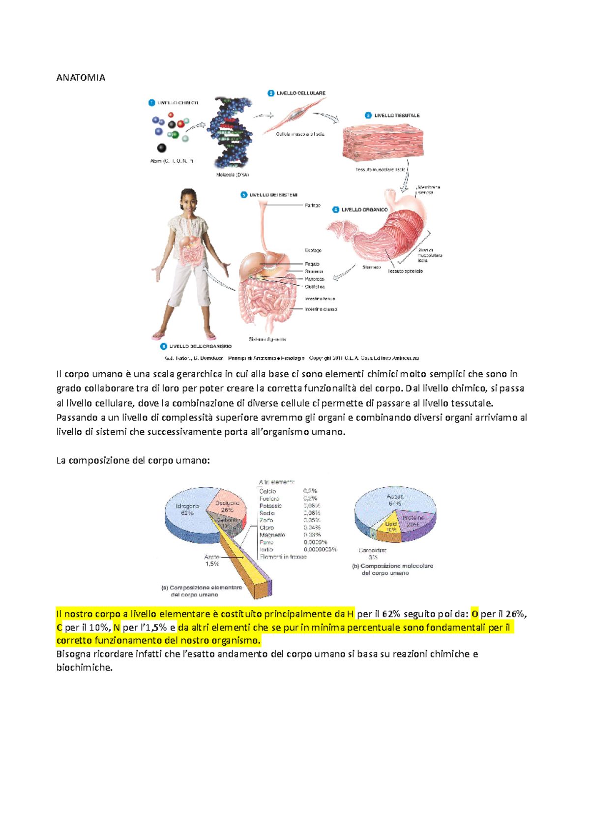 Appunti totali anatomia - ANATOMIA Il corpo umano è una scala gerarchica in cui alla base ci ...
