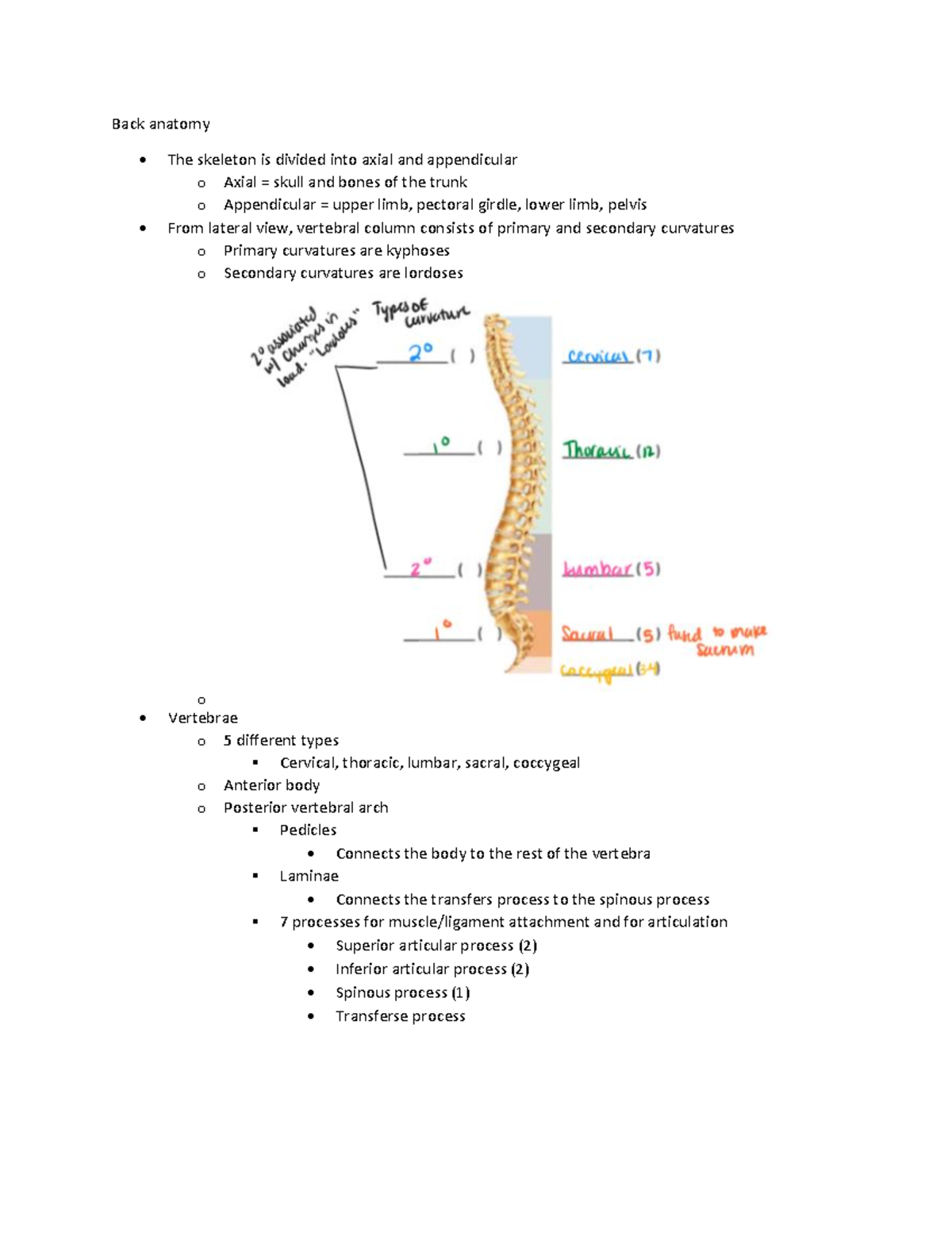 09 ANAT back - Lecture notes 9 - Warning: TT: undefined function: 32 ...