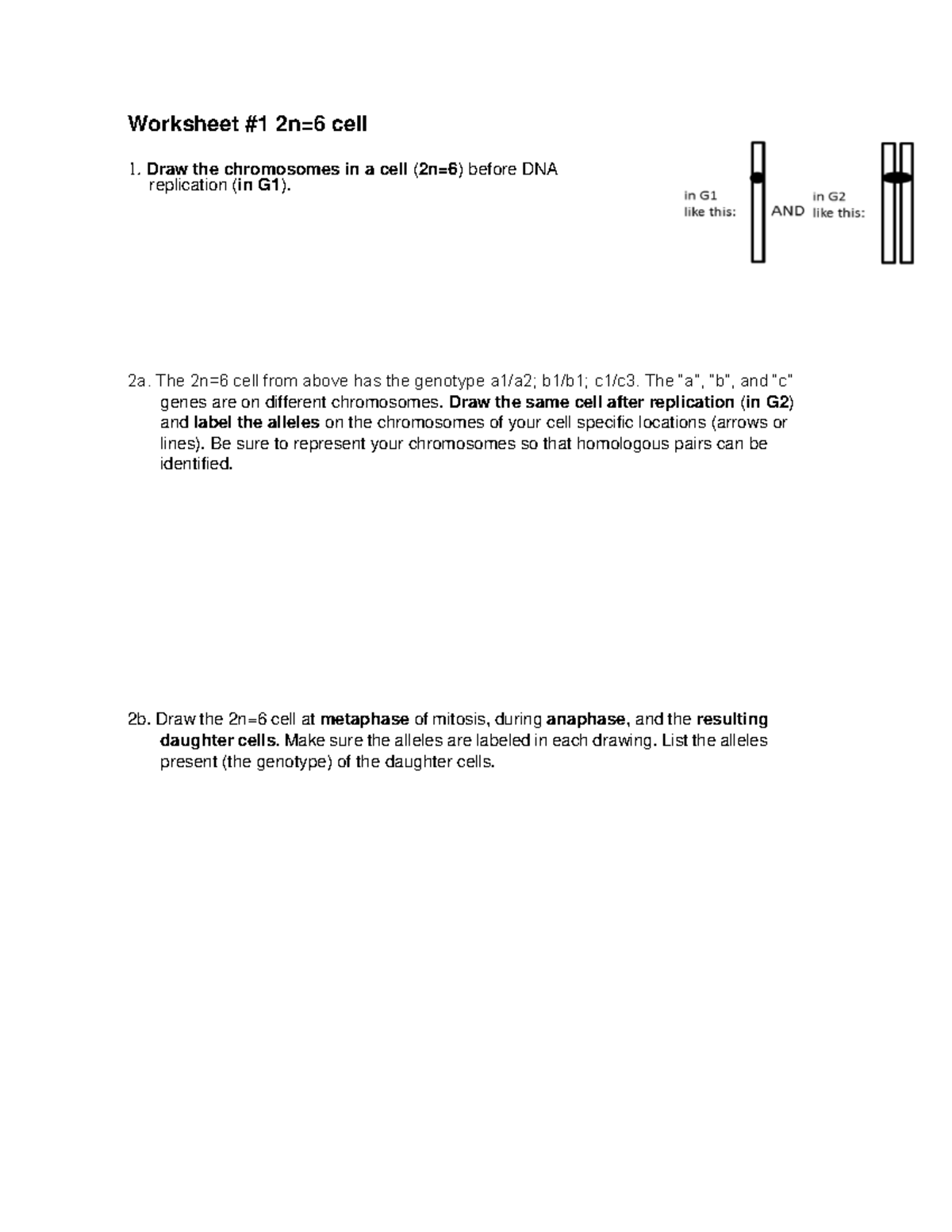 Worksheet #1 Mitosis 2n=6 cell - Worksheet #1 2n=6 cell 1. Draw the ...