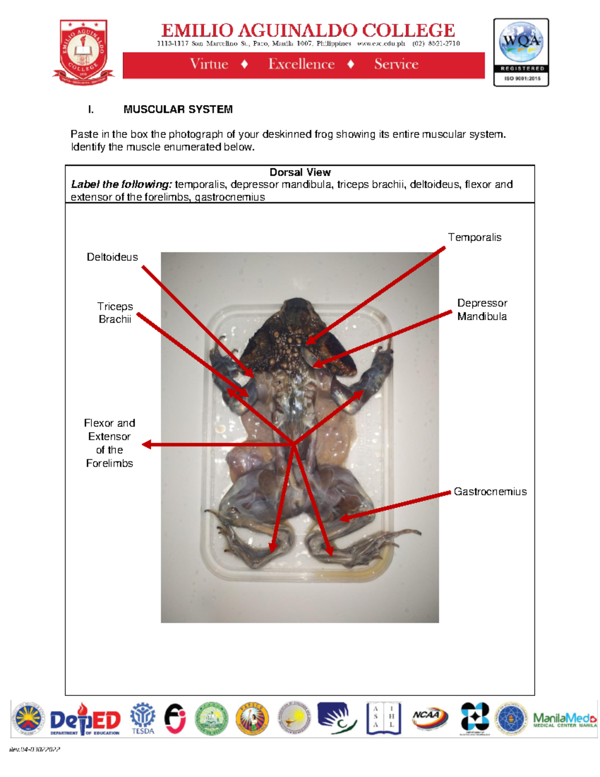 Laboratory lab sheet in anatomy physiology (lab) dissecting frog - I ...