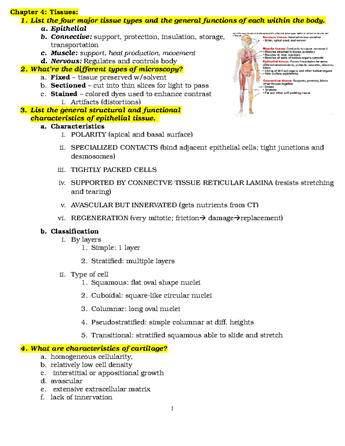 Biol 124 Exam 2 study guide - Chapter 4: Tissues: 1. List the four ...