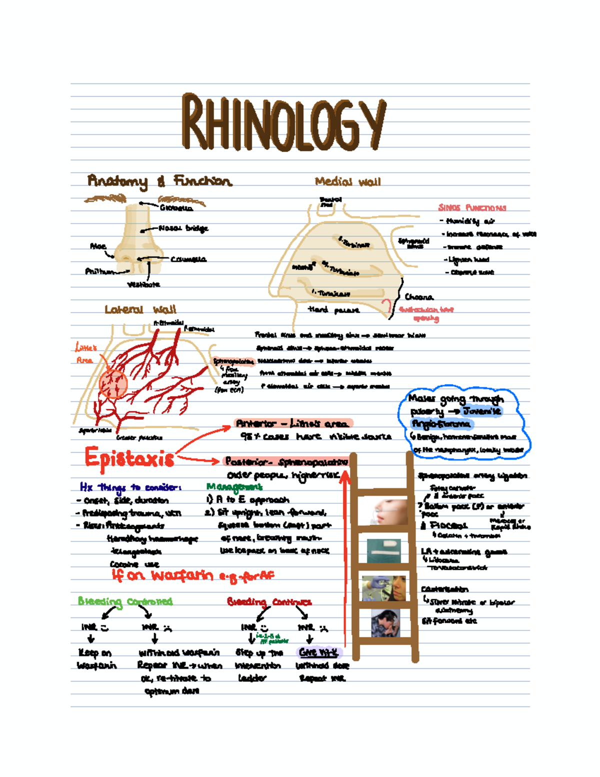 Rhinology - Summary of anatomy and diseases of the nasal cavity and ...